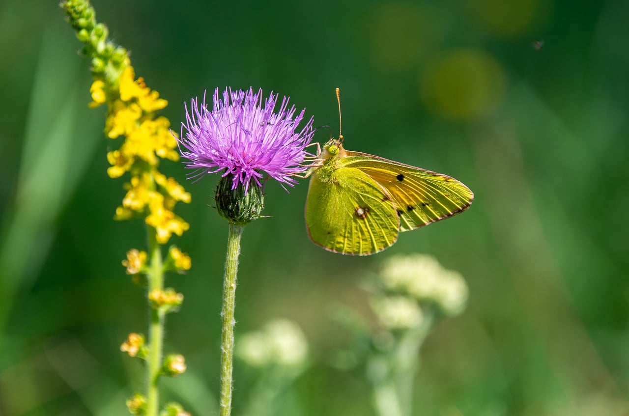 Butterfly Yellow Nature - Free photo on Pixabay