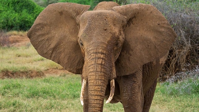 Más de 10 000 imágenes gratis de Big Elephant y Elefante - Pixabay