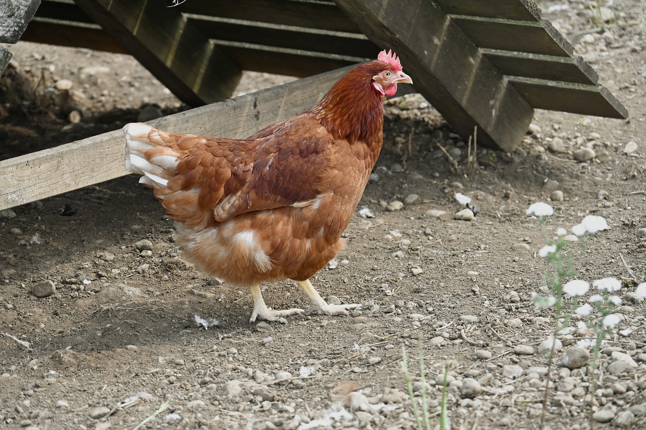Chicken Nature Hen - Free photo on Pixabay