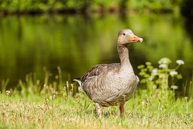 Greylag Goose Nature - Free photo on Pixabay