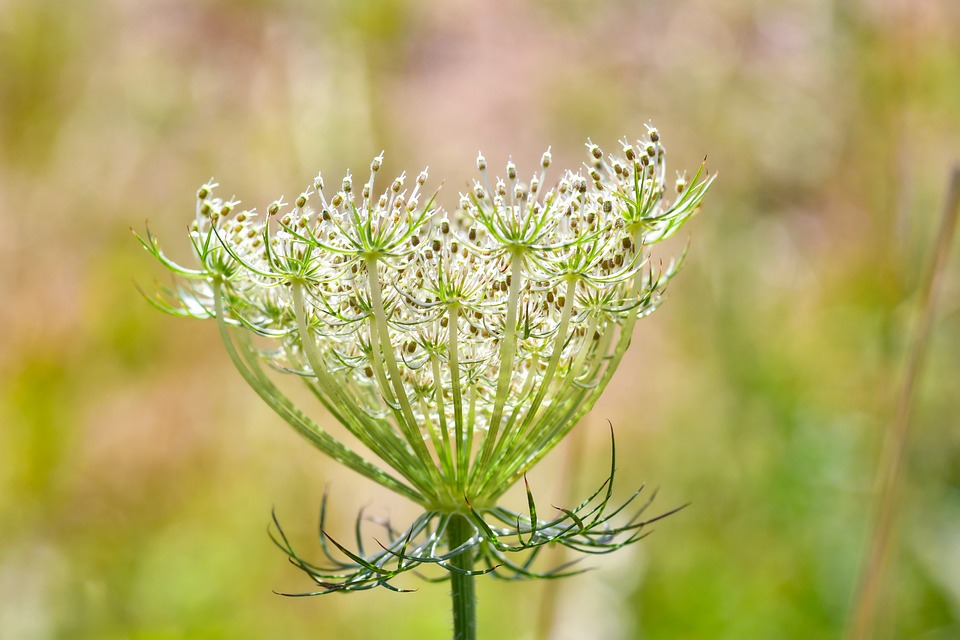 Plant Nature Flower - Free photo on Pixabay