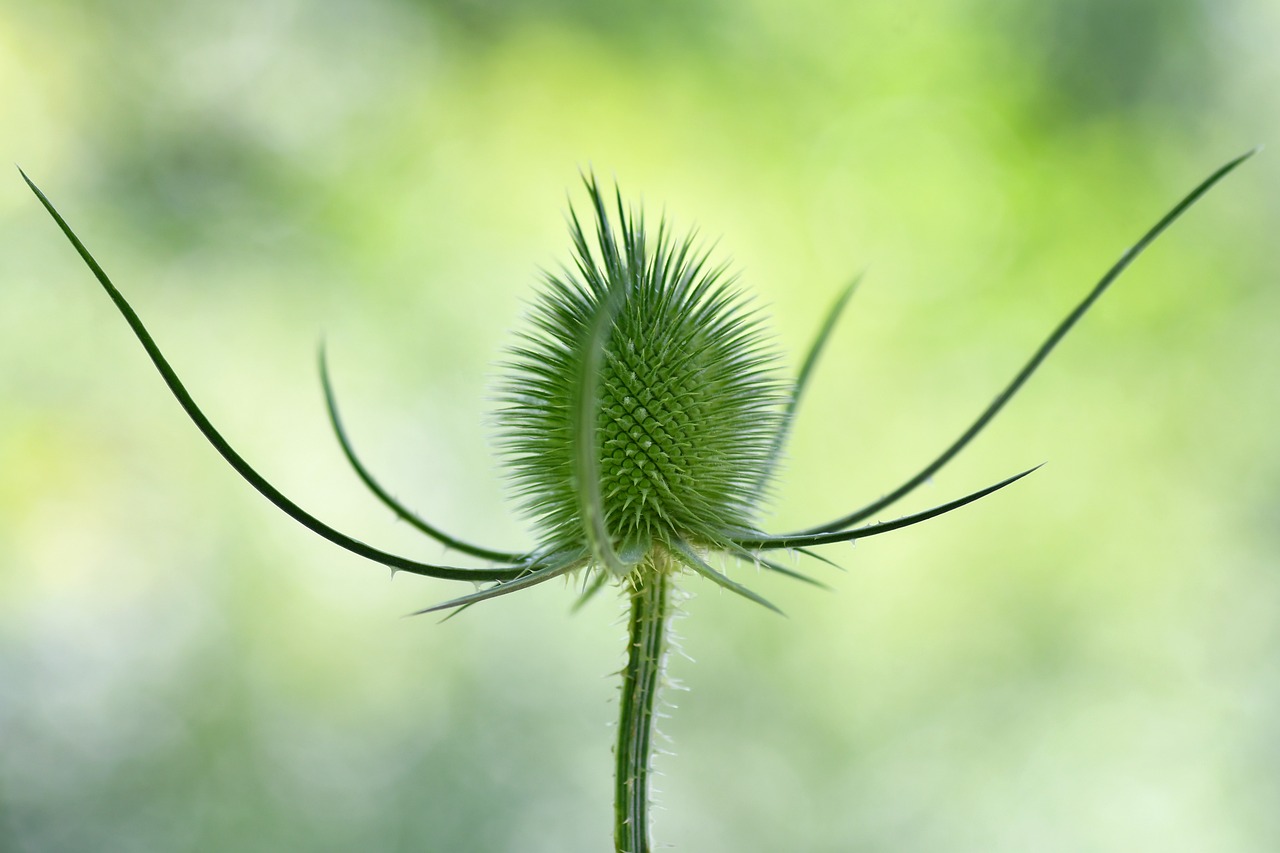Plant Nature Green - Free photo on Pixabay