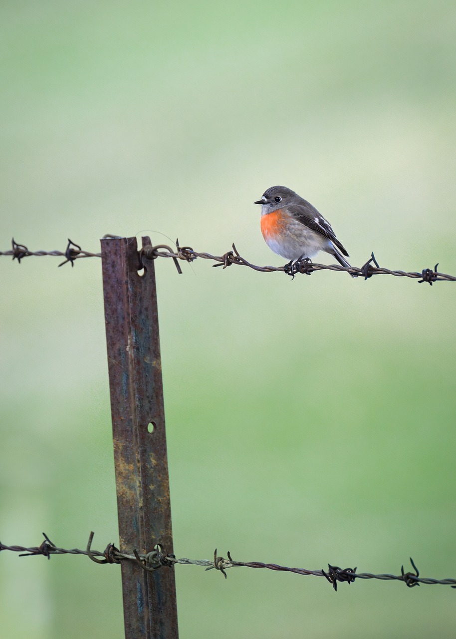 Scarlet Robin Bird Animal - Free photo on Pixabay