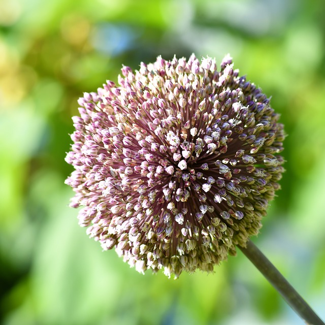 Flower Ball Nature - Free photo on Pixabay