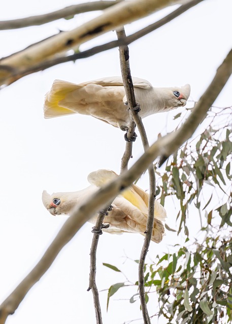 Little Corella - Free photo on Pixabay
