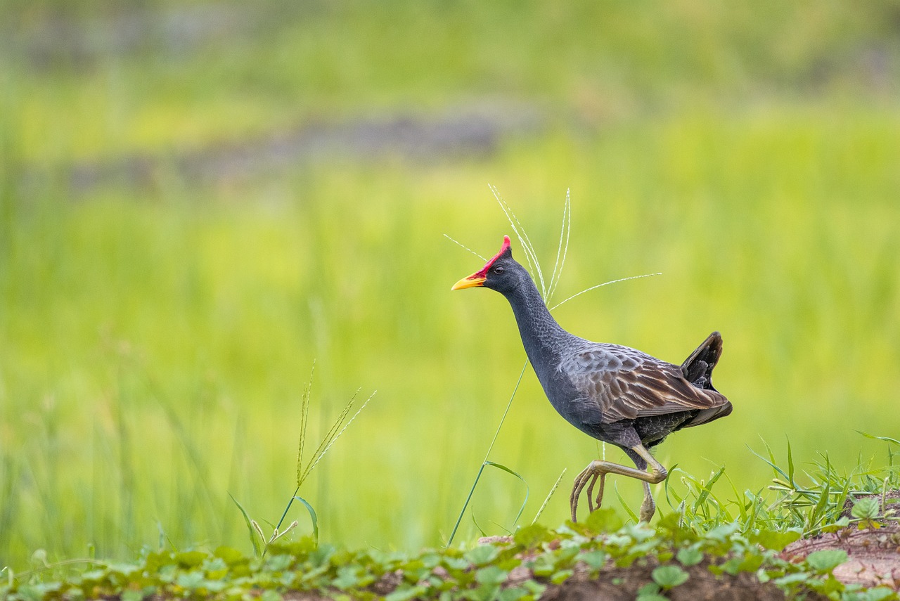 Download Bird, Nature, Wildlife. Royalty-Free Stock Illustration Image ...