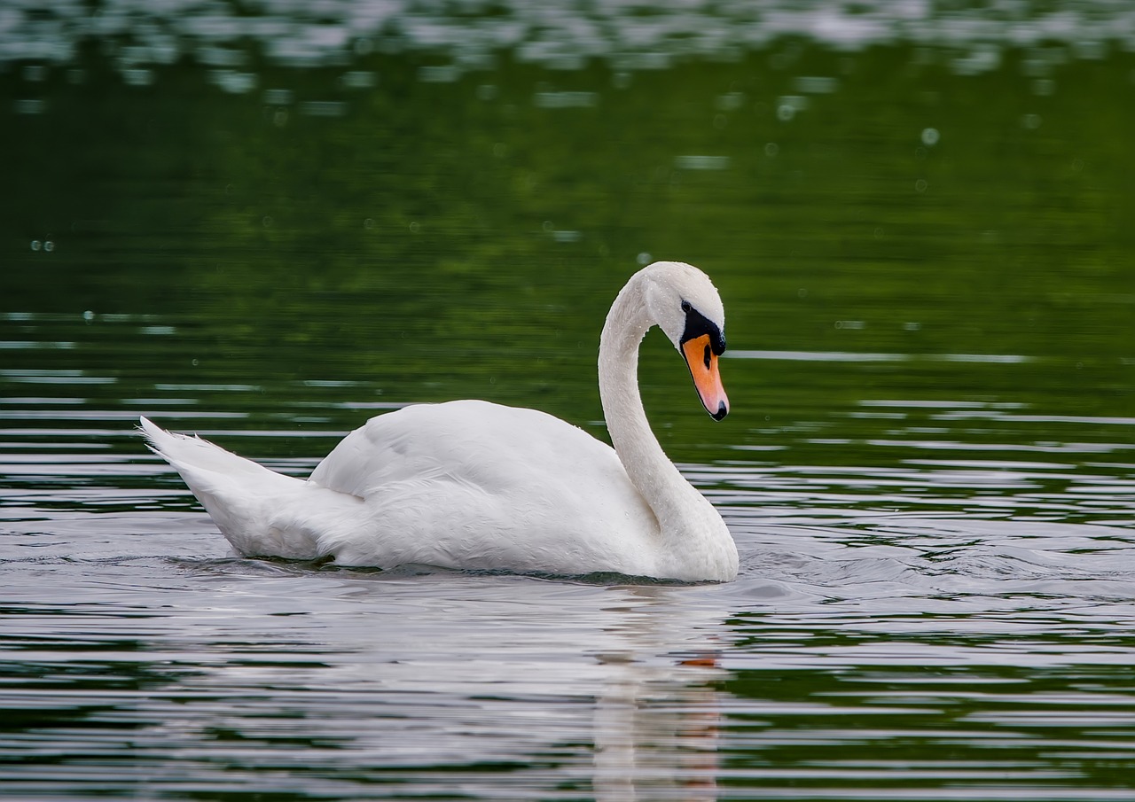 Swan Bird Nature - Free photo on Pixabay