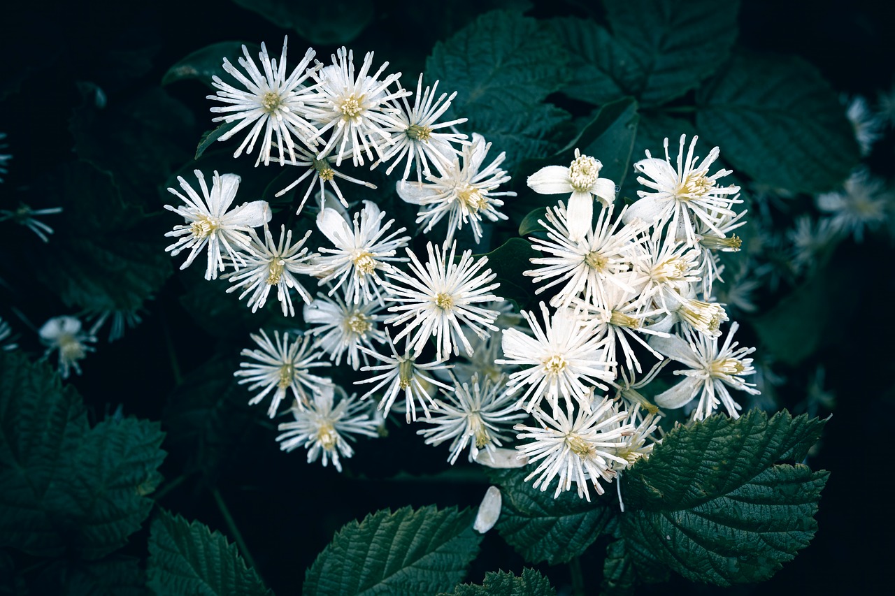Bunga Kepala Jenggot Orang Tua - Foto gratis di Pixabay