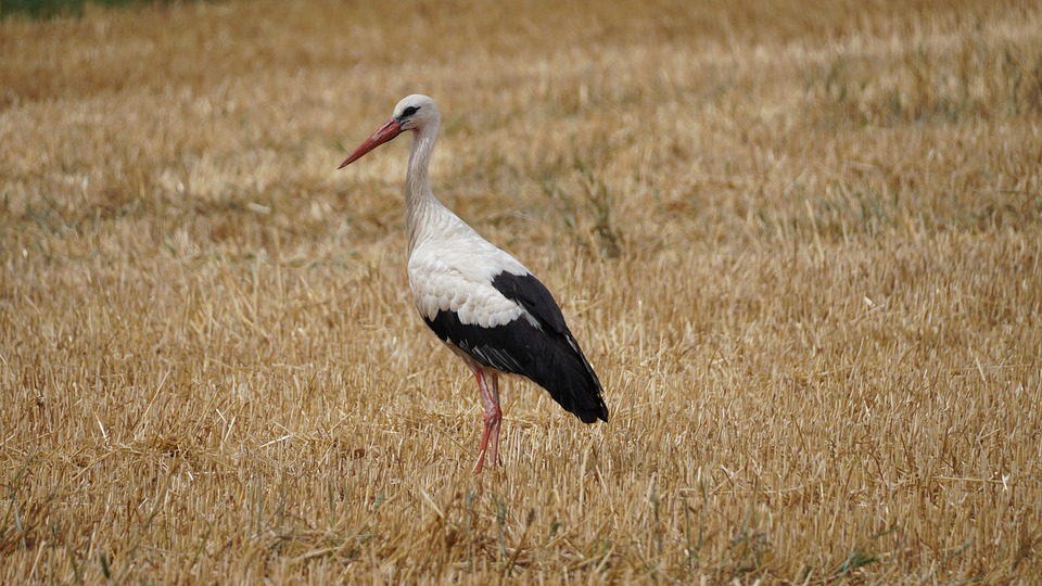 Stork Red Beak Bird - Free photo on Pixabay