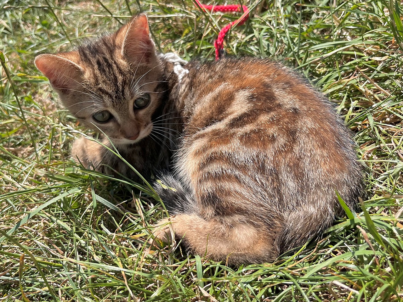 Mila Kitten Cat Feline - Free photo on Pixabay
