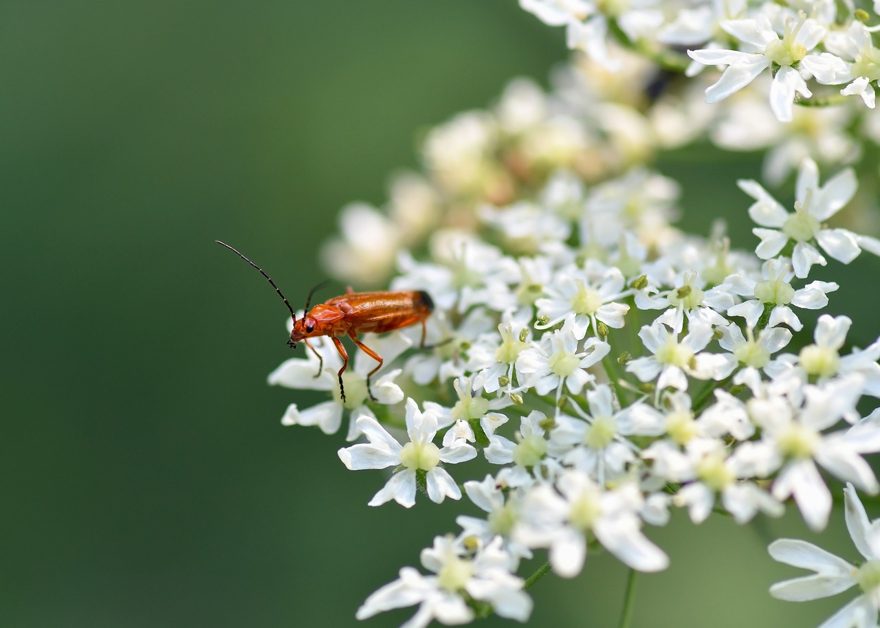 Cantharis Insect Beetle - Free photo on Pixabay