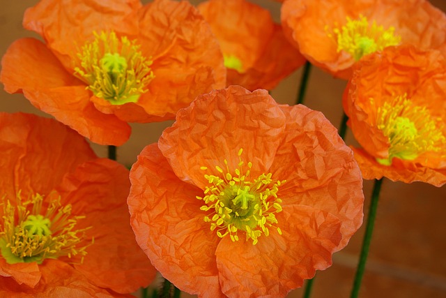 Spanish Poppies Poppy Flower - Free photo on Pixabay