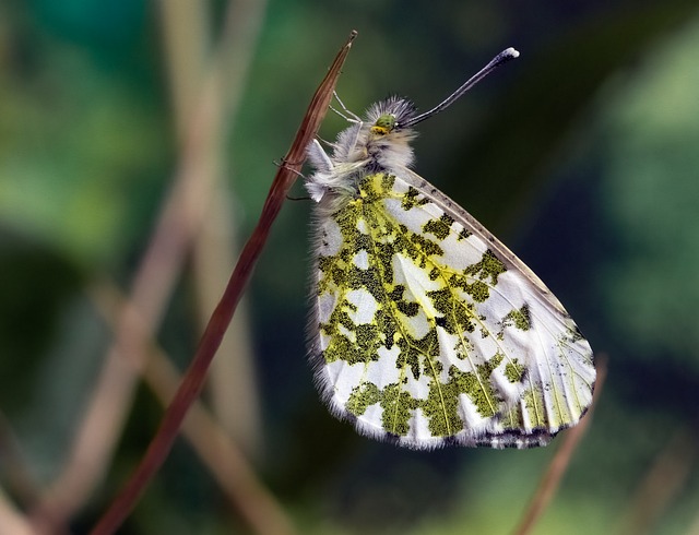Pointe Orange Papillon Nature - Photo gratuite sur Pixabay