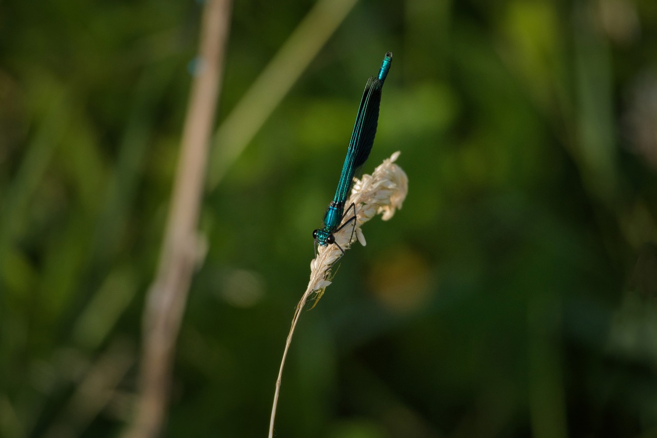 Dragon-Fly Insect Nature - Free photo on Pixabay