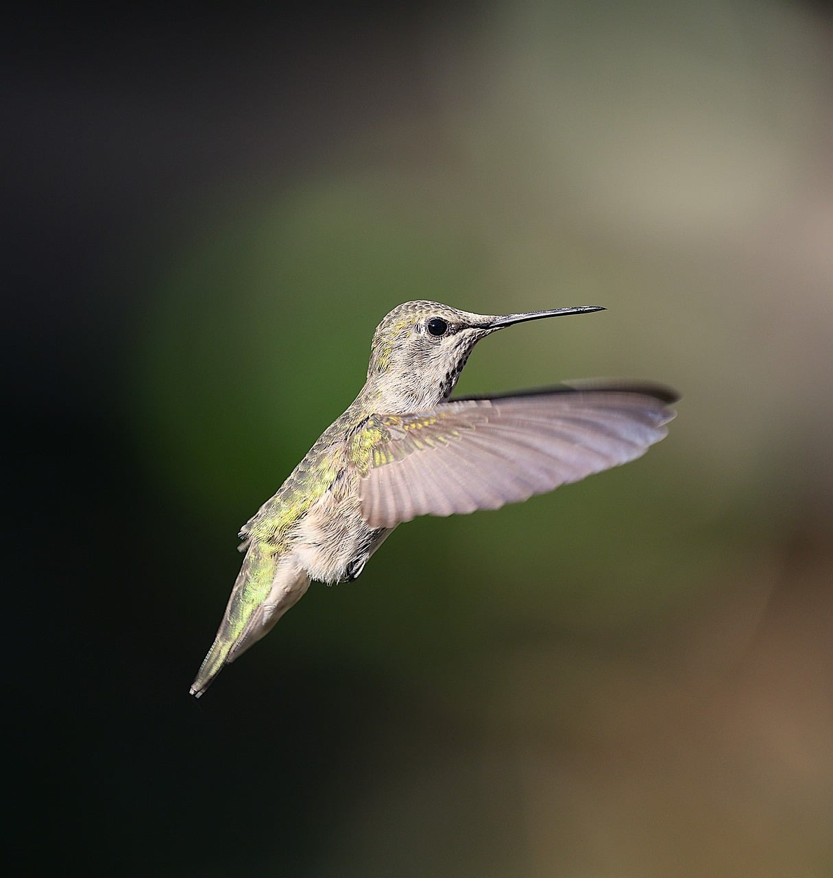 Anna'S Hummingbird - Free photo on Pixabay