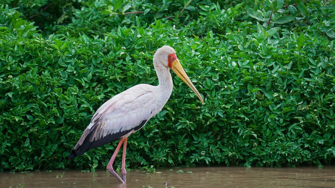 Yellow-Billed Stork Africa Kenya - Free photo on Pixabay