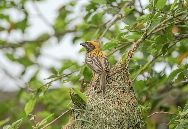 Weaver Bird Weaverbird - Free photo on Pixabay