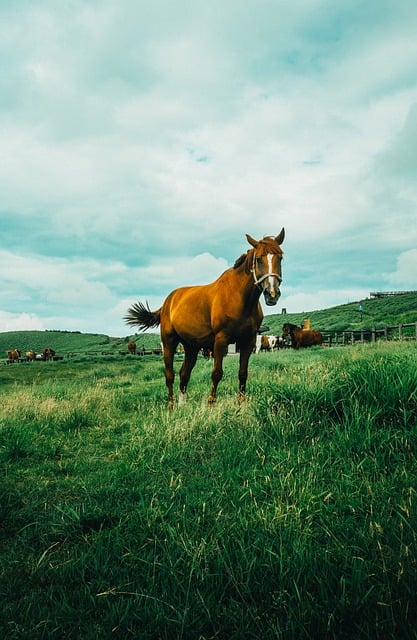 Les Chevaux Sur Le Terrain Nature - Photo gratuite sur Pixabay
