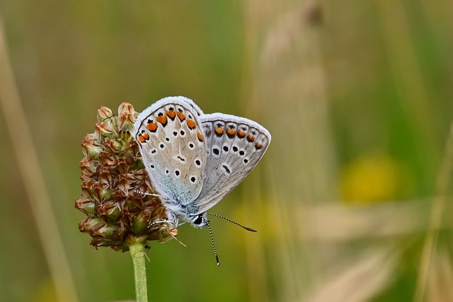 Butterfly Common Blue Butterflies - Free photo on Pixabay