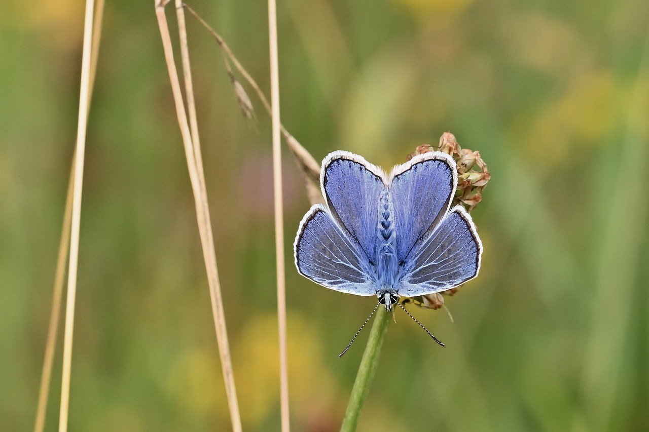 Papillon Bleu Commun Papillons - Photo gratuite sur Pixabay