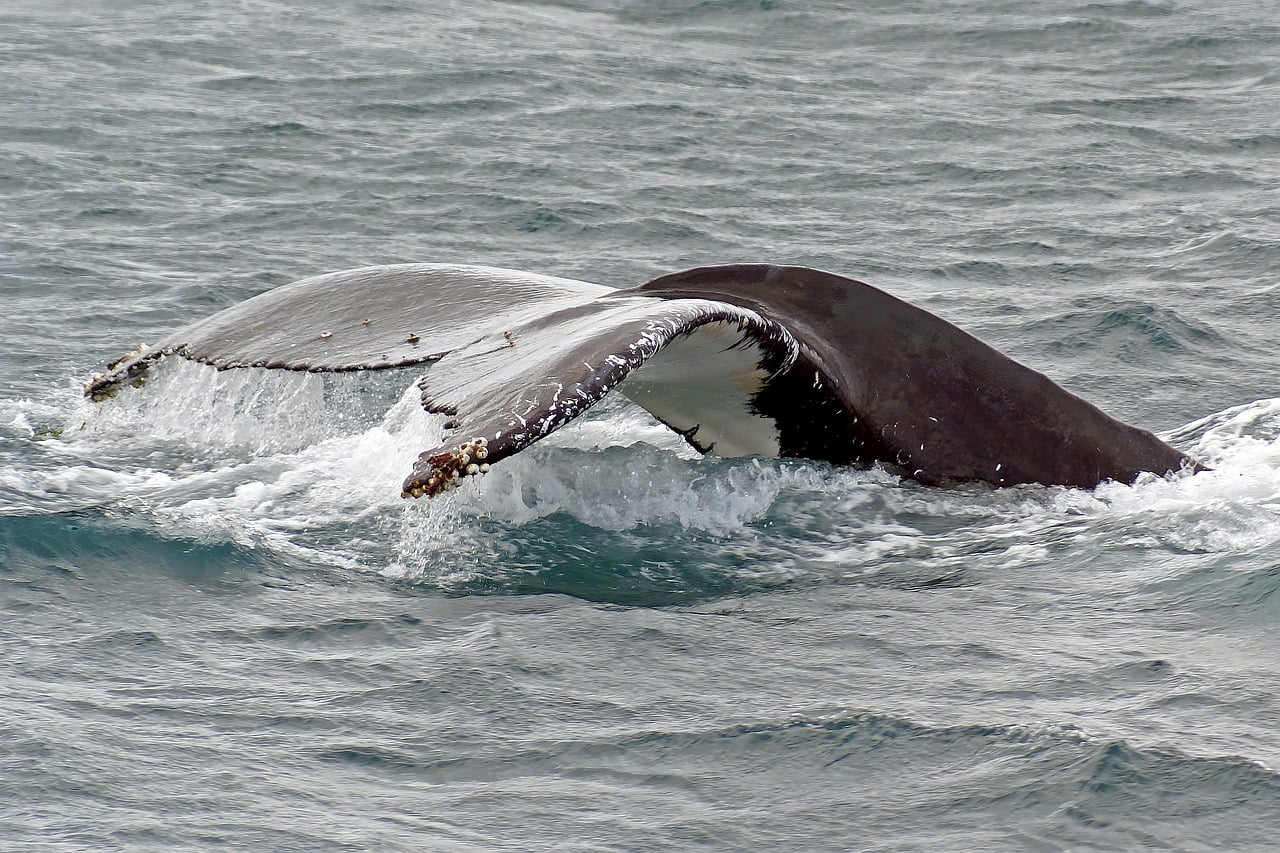 Humpback Whale Fin - Free photo on Pixabay