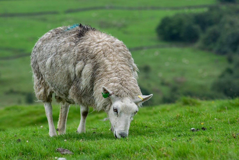 Sheep Nature Animals - Free photo on Pixabay