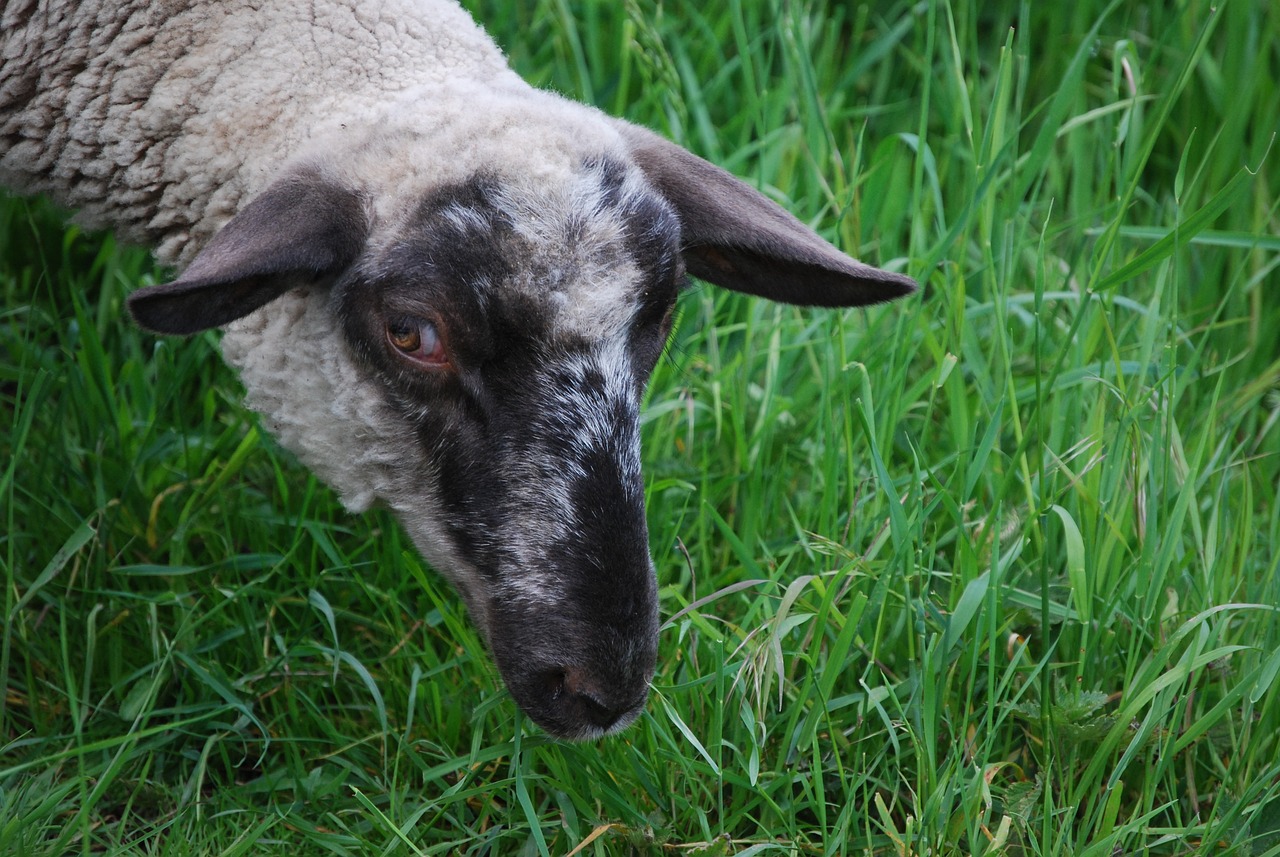 Sheep Head Close Up - Free photo on Pixabay