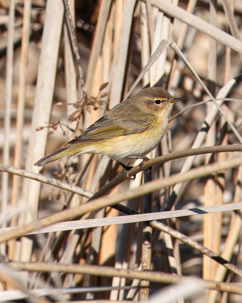 Chiffchaff Bird Wild - Free photo on Pixabay