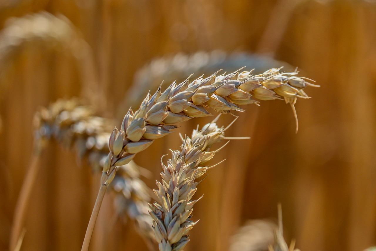 Grain Ear Field - Free photo on Pixabay