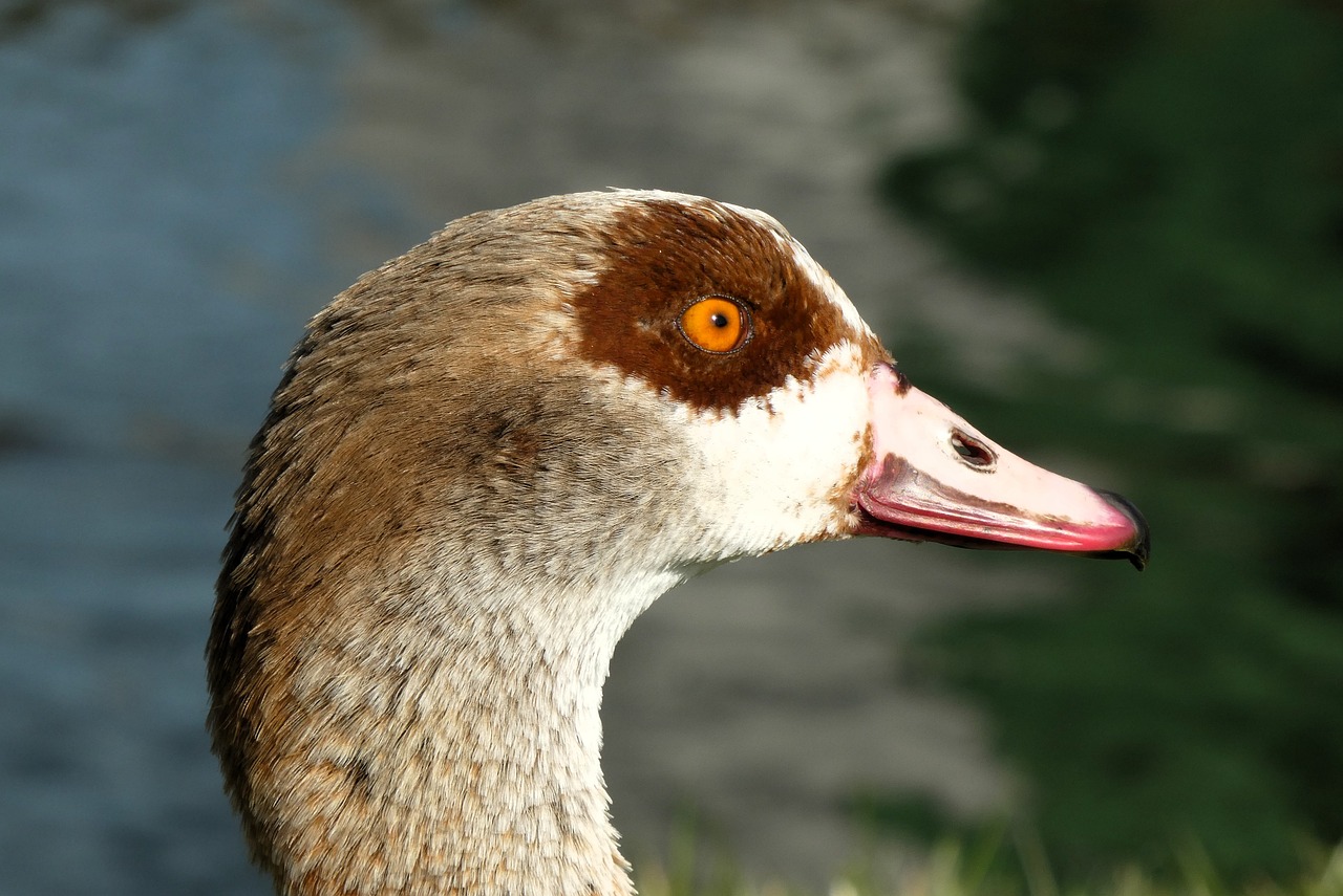 Egyptian Goose Portrait Cup - Free photo on Pixabay