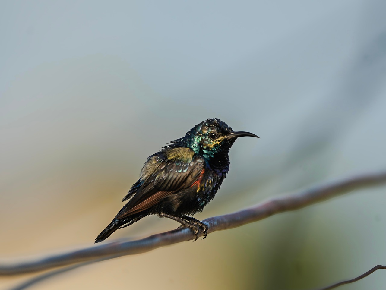 Sunbird Bird Animal - Free photo on Pixabay
