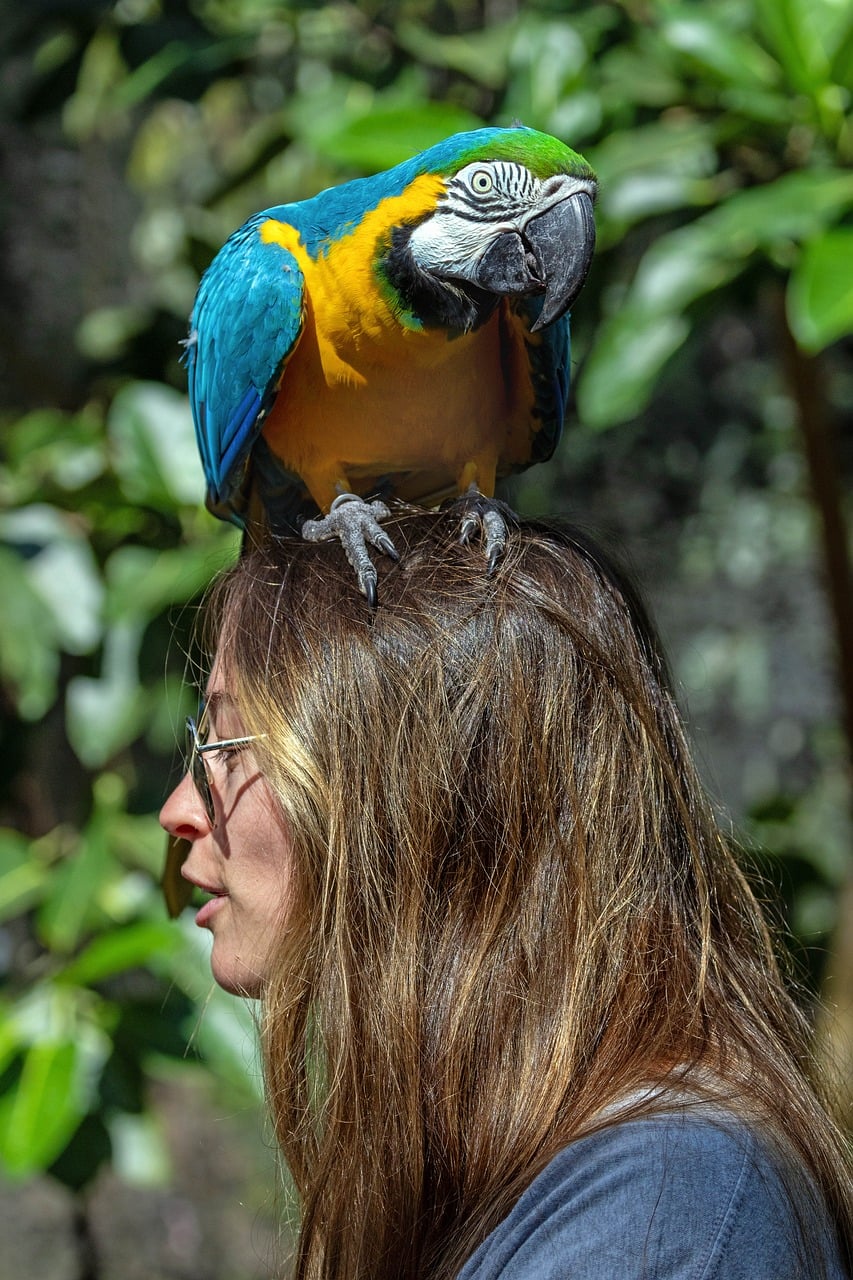 Bird Woman Girl Macaw - Free photo on Pixabay
