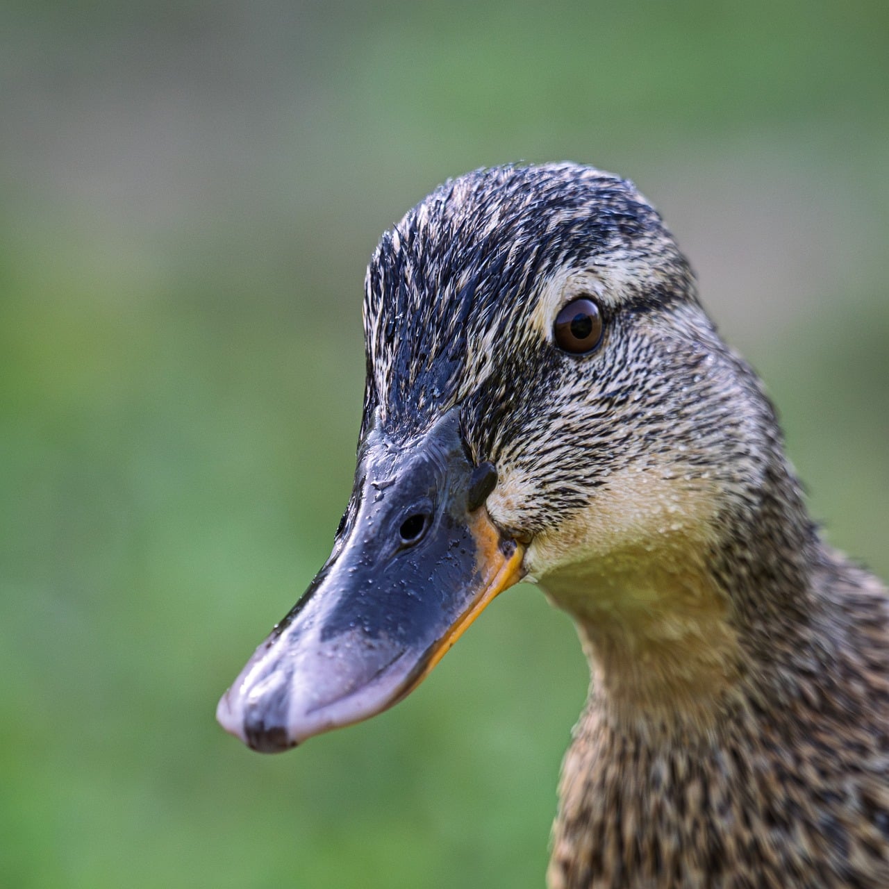 Más de 100 000 imágenes gratis de Delta Air Lines y Naturaleza - Pixabay