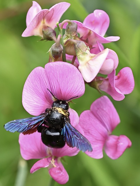 Blue Carpenter Bee Insect Nature - Free photo on Pixabay