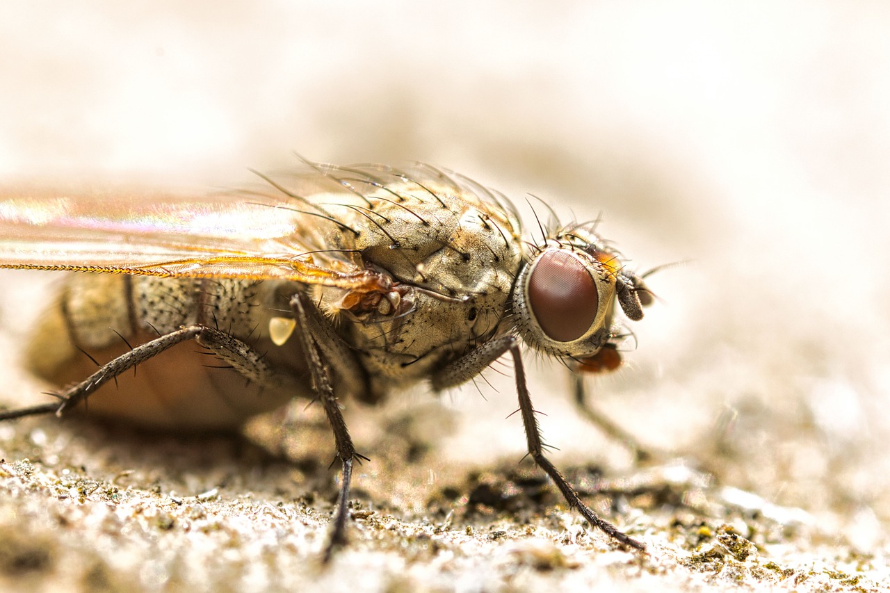 Fruit Fly Garden Nature - Free photo on Pixabay