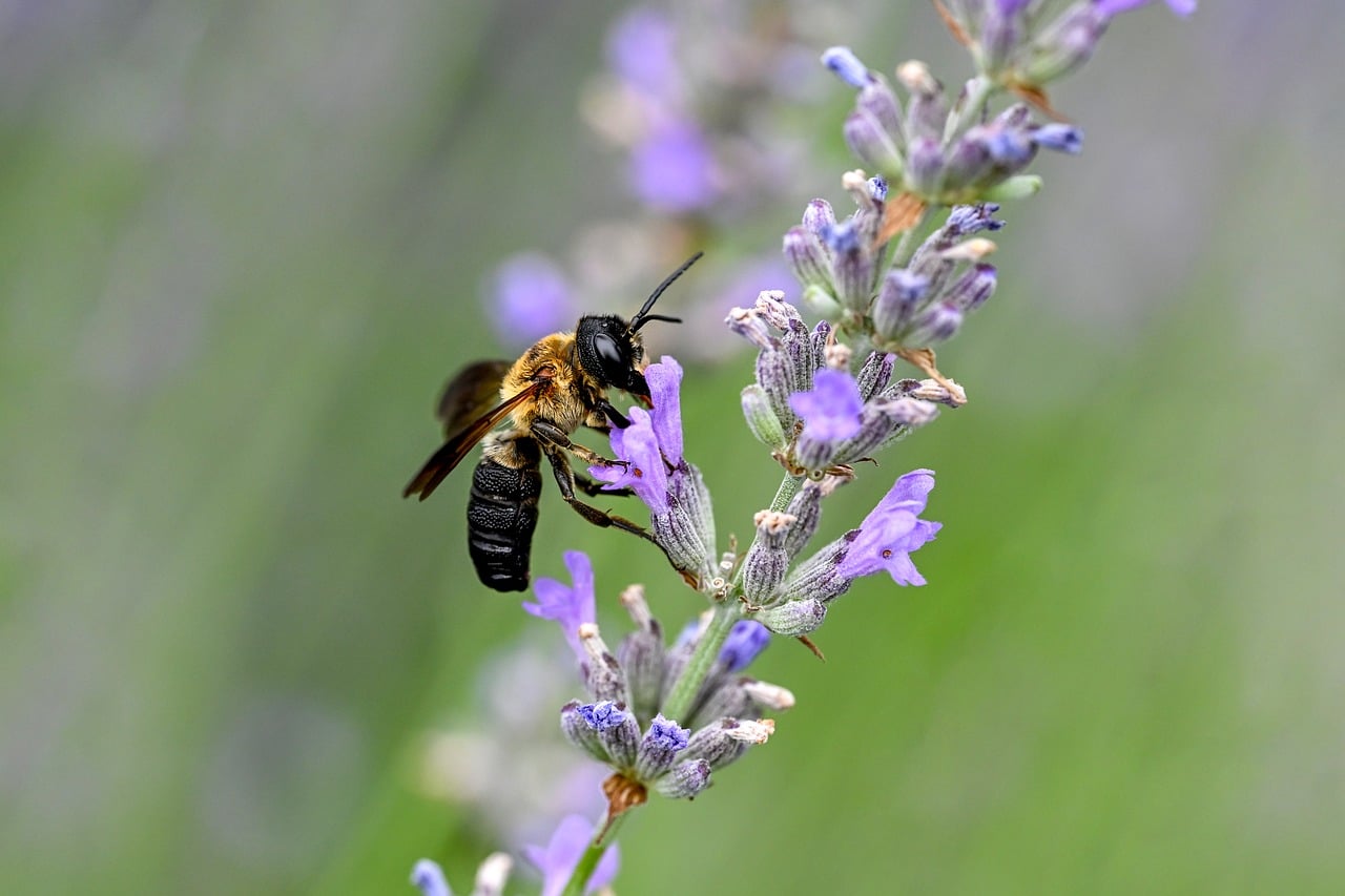 50,000+ Free Artist Bee & Bee Images - Pixabay