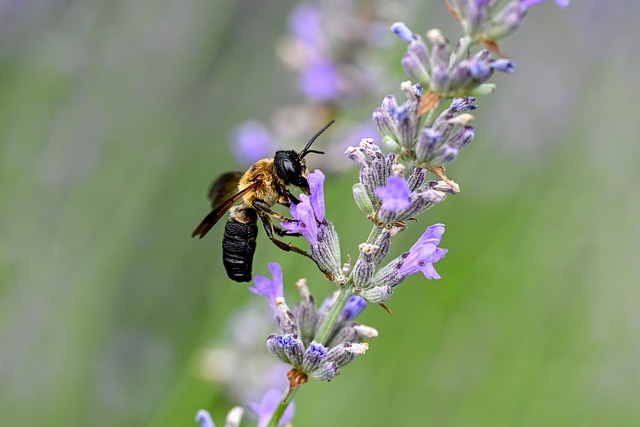 50,000+ Free Artist Bee & Bee Images - Pixabay