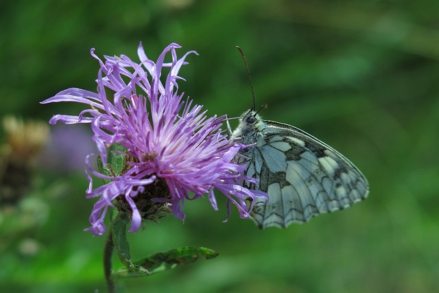 Checkerboard Butterfly Nature - Free photo on Pixabay