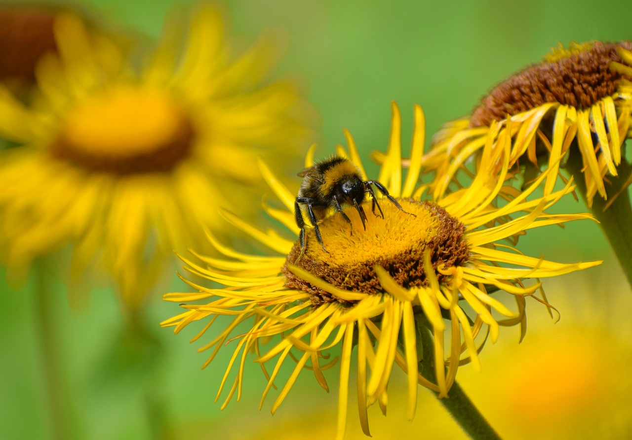 Bunga Padang Rumput Serangga - Foto gratis di Pixabay