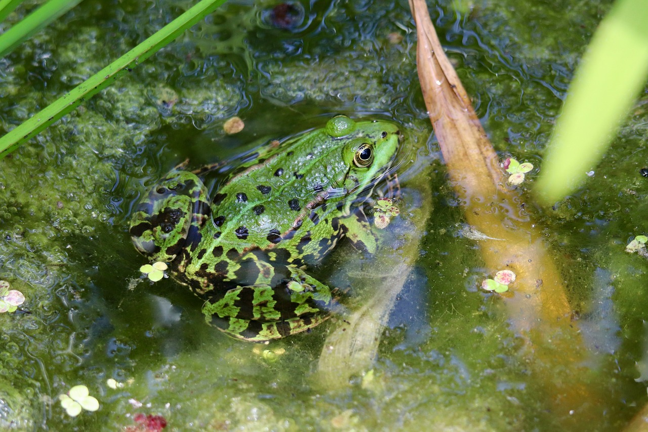 Frog Ranidae Pond - Free photo on Pixabay