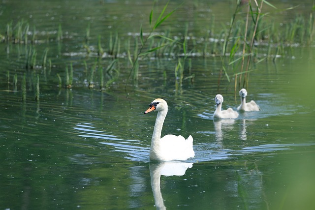 Cisne Filhote Natureza Animais - Foto gratuita no Pixabay