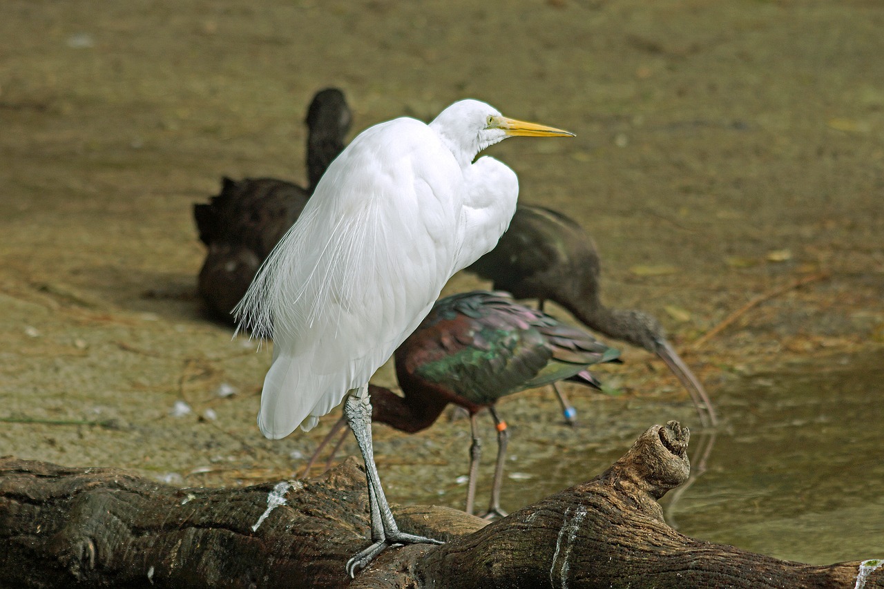 Heron Great Egret Bird - Free photo on Pixabay