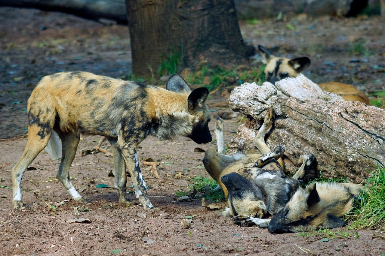 African Wild Dog Hyena Painted - Free photo on Pixabay