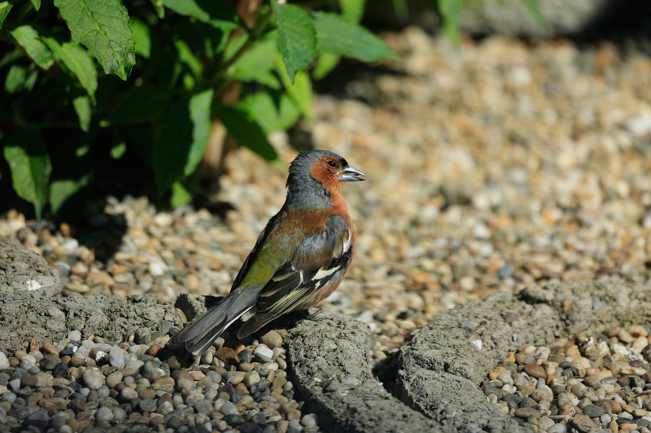 Chaffinch Bird Nature - Free photo on Pixabay
