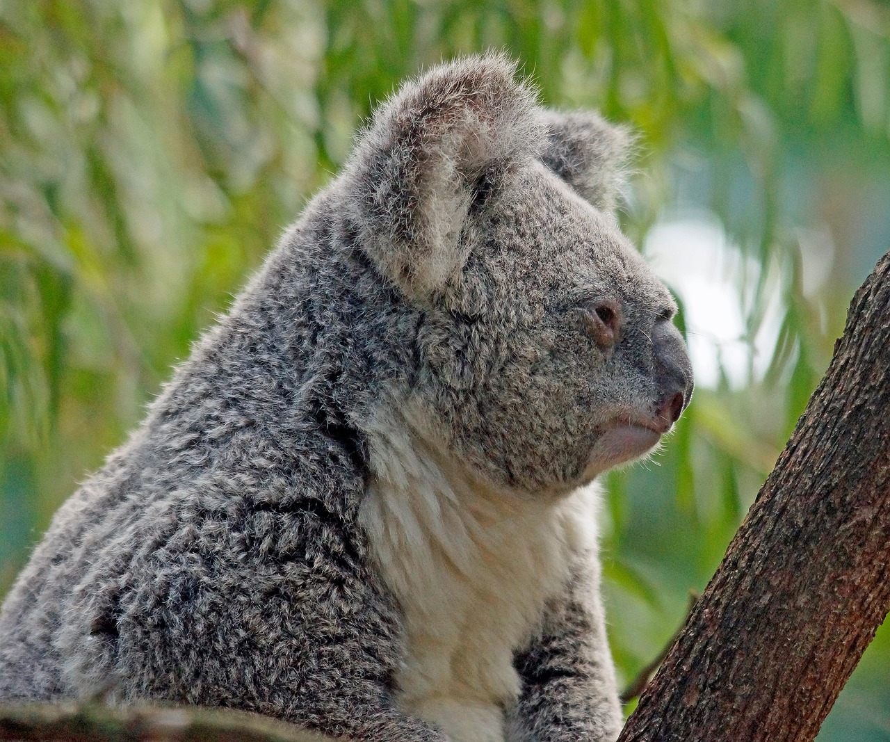 Koala Marsupial Coat - Free photo on Pixabay