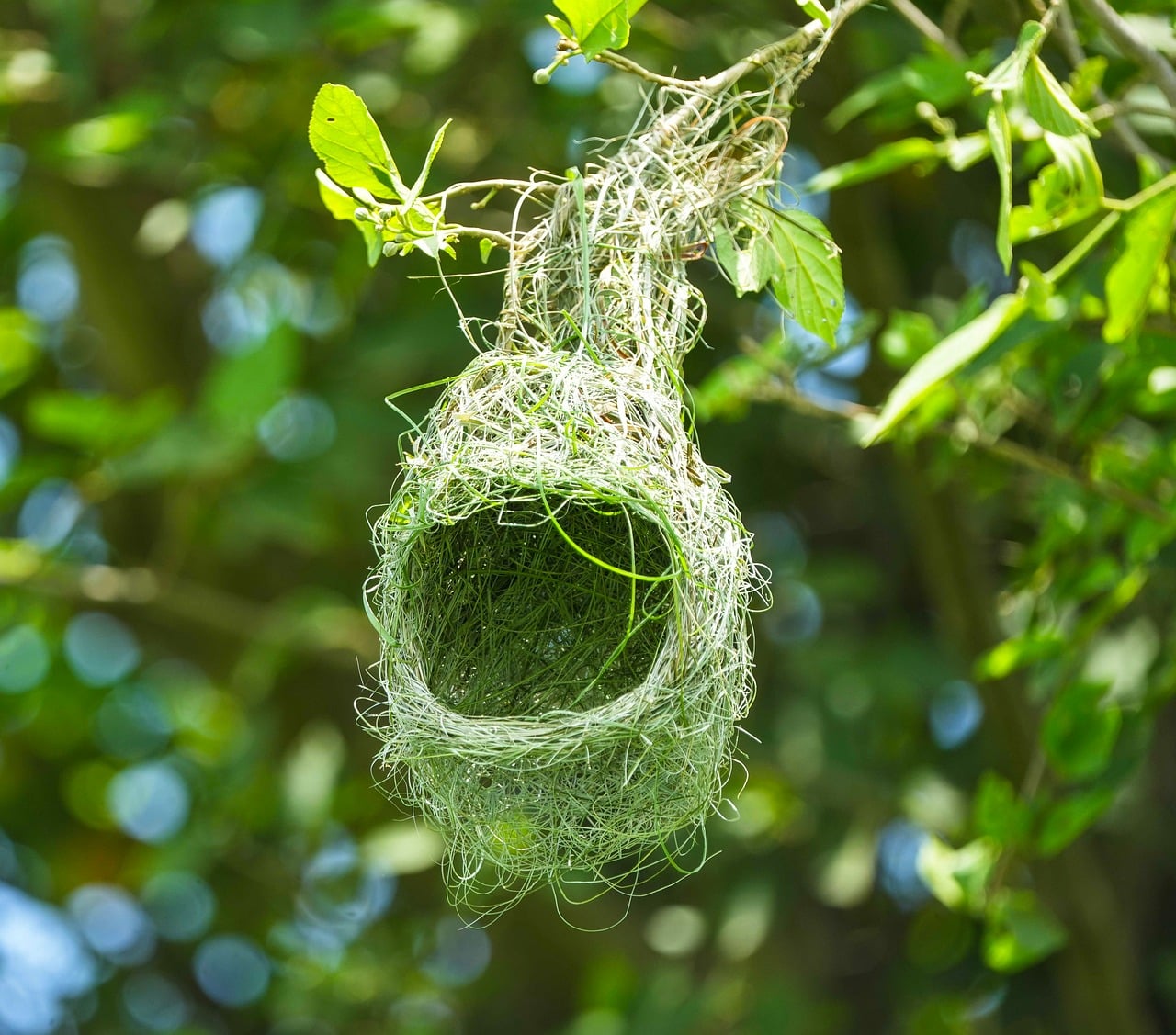 Bird'S Nest Baya Weaver - Free photo on Pixabay