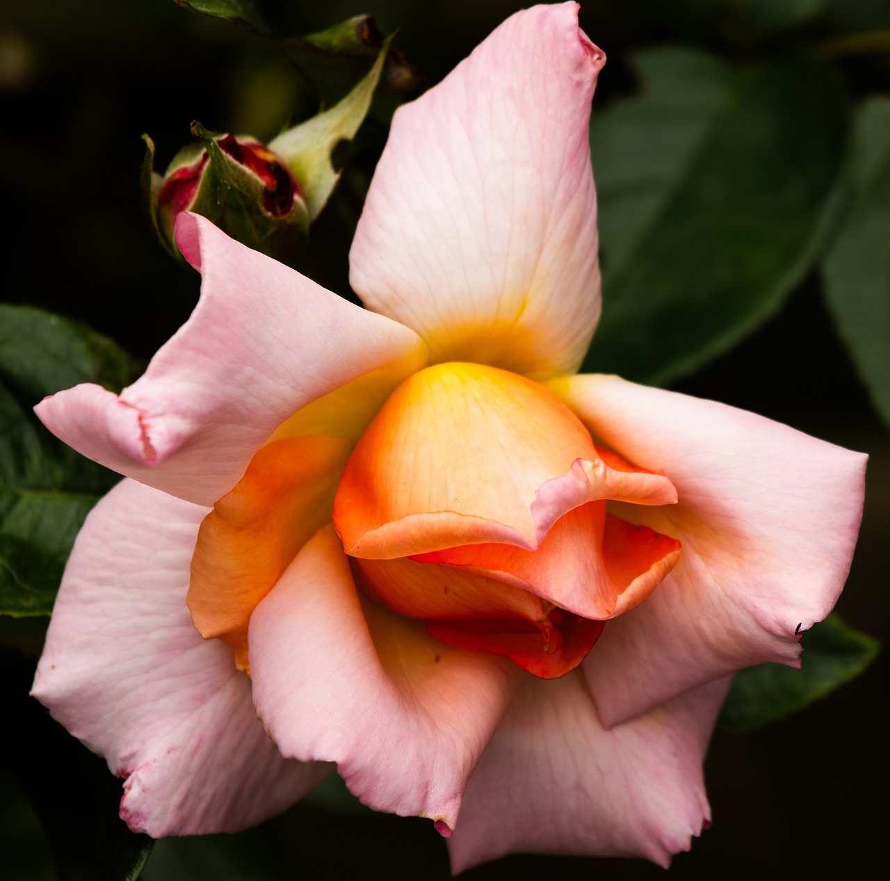 Rose Bloom Nature - Free photo on Pixabay