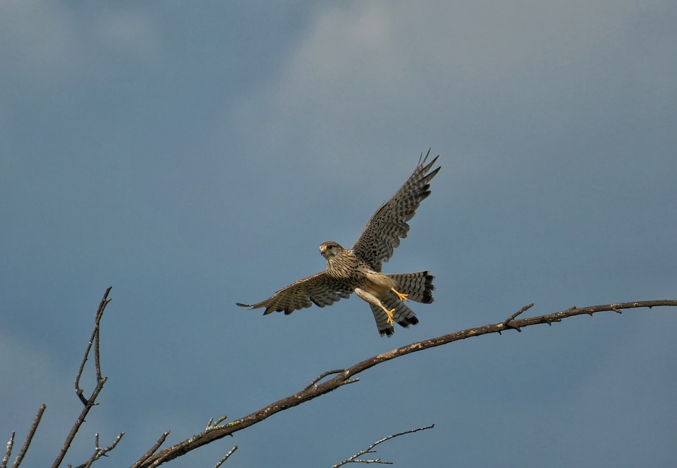 Falcon Nature Birds Of Prey - Free photo on Pixabay