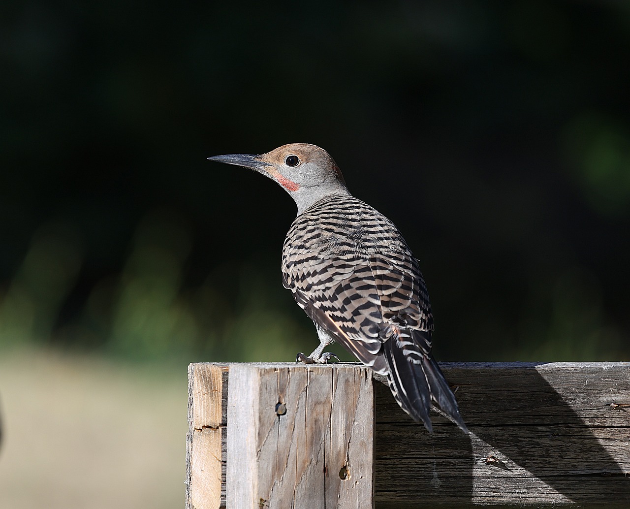 Northern Flicker - Free photo on Pixabay