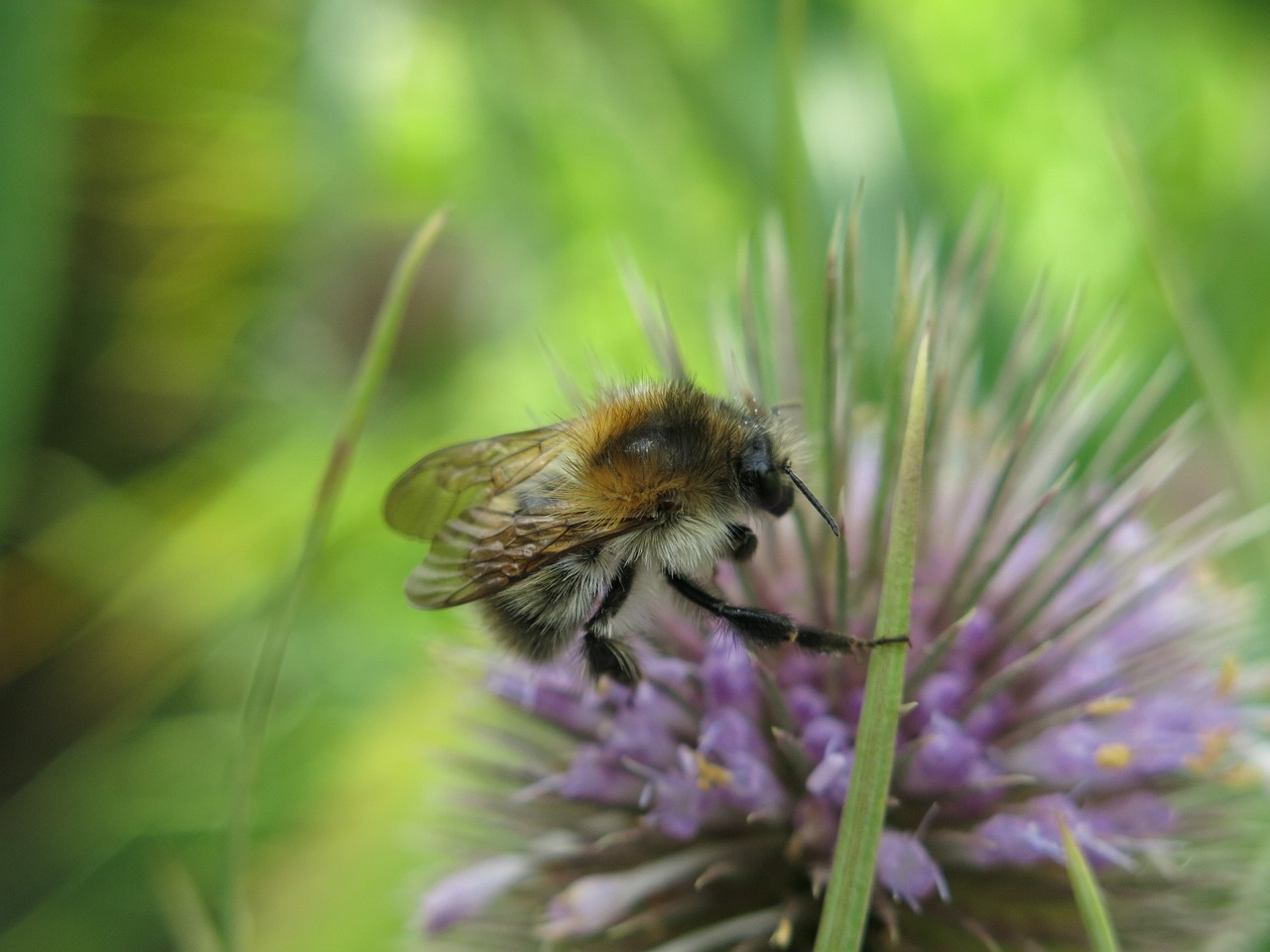 Bumblebee Field - Free photo on Pixabay